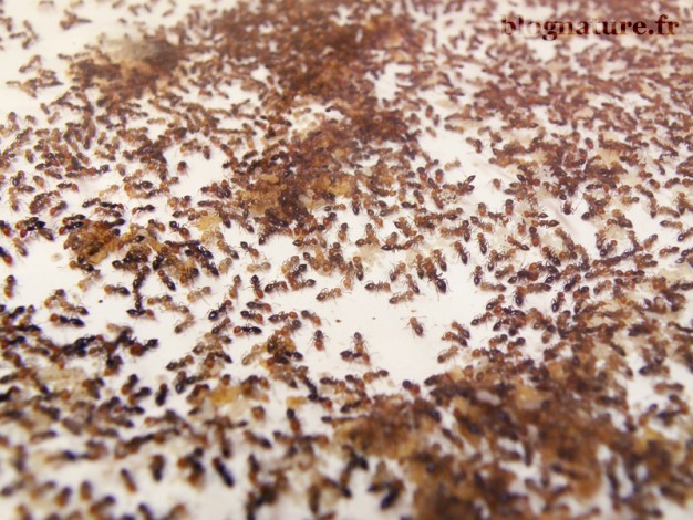 Une fourmilière pleine à craquer ! – BlogNature.fr