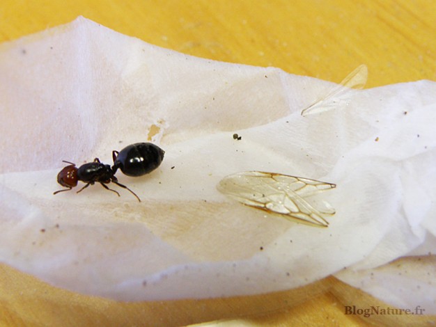 Commencer un élevage de fourmis – Partie 1/2 – BlogNature.fr