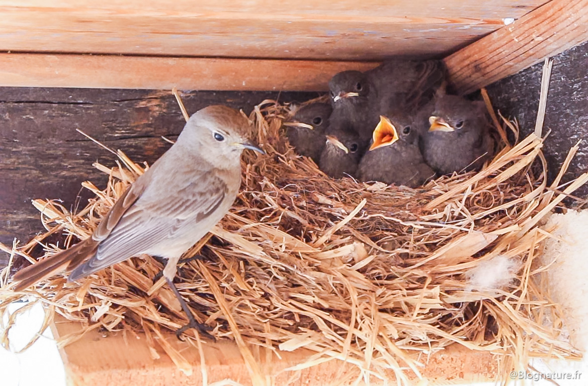 Accueillir des oiseaux : le Rougequeue noir. – BlogNature.fr