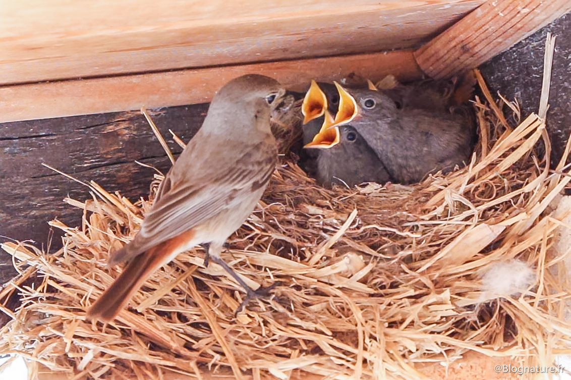 Accueillir des oiseaux : le Rougequeue noir. – BlogNature.fr
