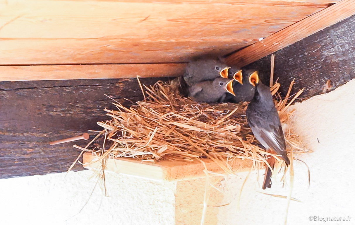 Accueillir des oiseaux : le Rougequeue noir. – BlogNature.fr