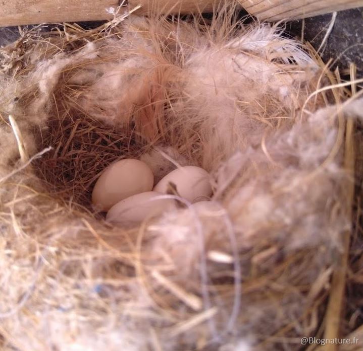 Accueillir des oiseaux : le Rougequeue noir. – BlogNature.fr